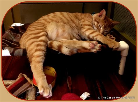 VISIONS OF CATNIP TREATS The Cat On My Head