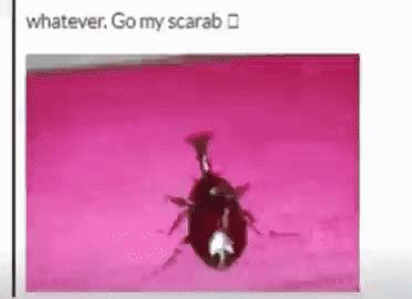 Scarab Beetle  Scarab Beetle Silly Discover And Share S