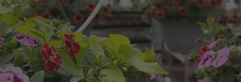 Delta Hackberry Van Der Meer Garden Centre