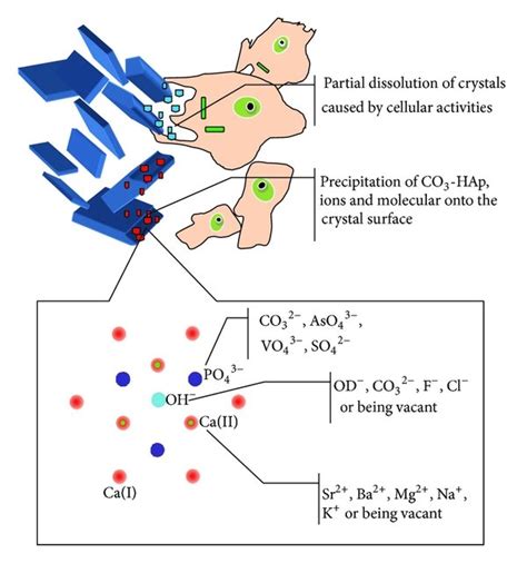 Schematic Drawing Of Partial Dissolutionprecipitation Of Biological Download Scientific