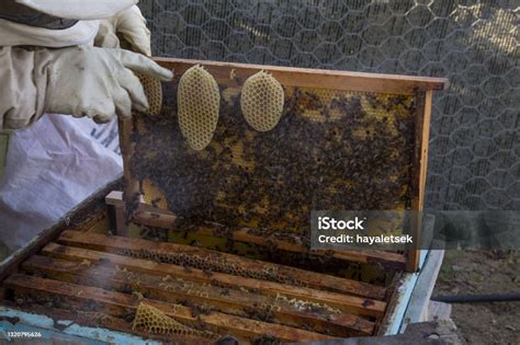 꿀벌로 가득 찬 벌집을 들고 있는 양봉가 꿀벌은 벌집 프레임을 검사하고 있습니다 양봉 개념 건강한 생활방식에 대한 스톡 사진 및 기타 이미지 Istock