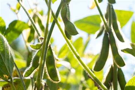 Soybean Growing Guide Planting Care And Cultivation Tips