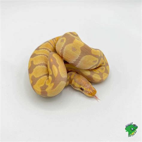 Candy Ball Python All You Need To Know About This Unique Morph Vital Frog