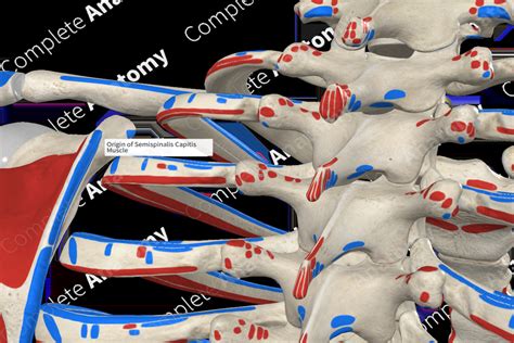 Origin Of Semispinalis Capitis Muscle Complete Anatomy