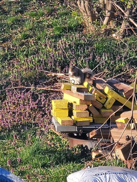 Squirrel Eating Bread Rphotographypictures1