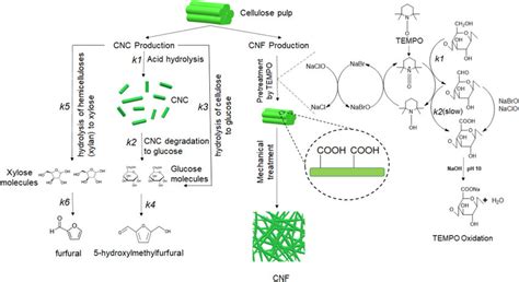 Mechanism Of CNC And CNF Production Along With Mechanism And Kinetics