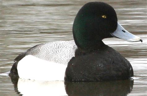 Greater Scaup Facts Size Habitat Diet And Pictures
