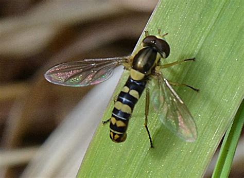 Hovering Insect Sphaerophoria Bugguidenet
