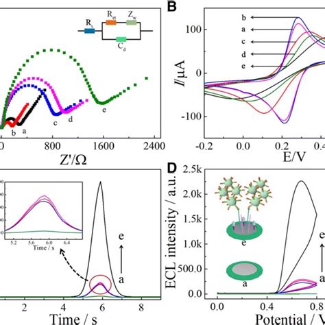 A Preparation Of The Analyte Triggered Dna Walker B Preparation