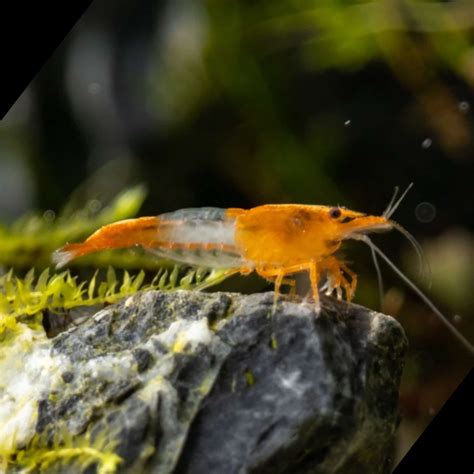 Orange Rili Shrimp Planted Tank Mates