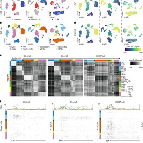 Repressive Chromatin Dynamics Are Largely Cell Fate Independent A Download Scientific Diagram