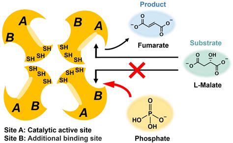 Schematic Representation Of The Model Of Tetramer Of Fum Download