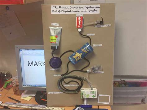How To Make A Digestive System Model Using Recycled Materials