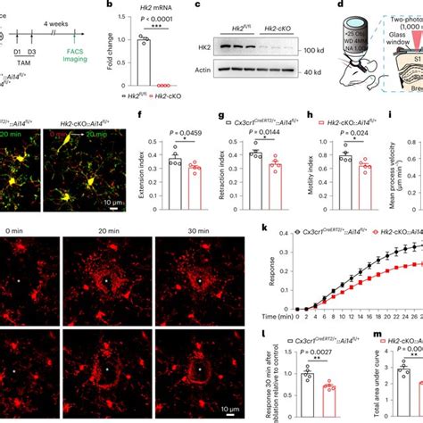 Restrictive Expression Of Hexokinase 2 In Microglia In The Brain A Pca Download Scientific