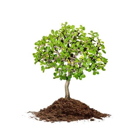 Tree And Soil Stock Photo Image Of Organic Cultivate