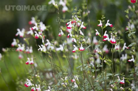 붉은 입술 꽃 핫립세이지 유토이미지 상세페이지 베이직샵 사진 20930476