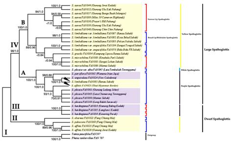 The Consensus Tree Inferred From Two Equally Parsimonious Trees Via Mp Download Scientific