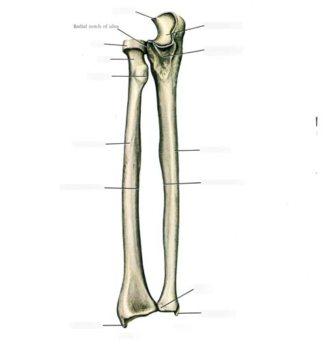 Radius And Ulna Quiz