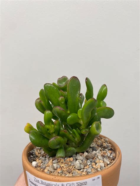 Crassula Ovata Coral 344378681 Zen Botanicals And T Shop
