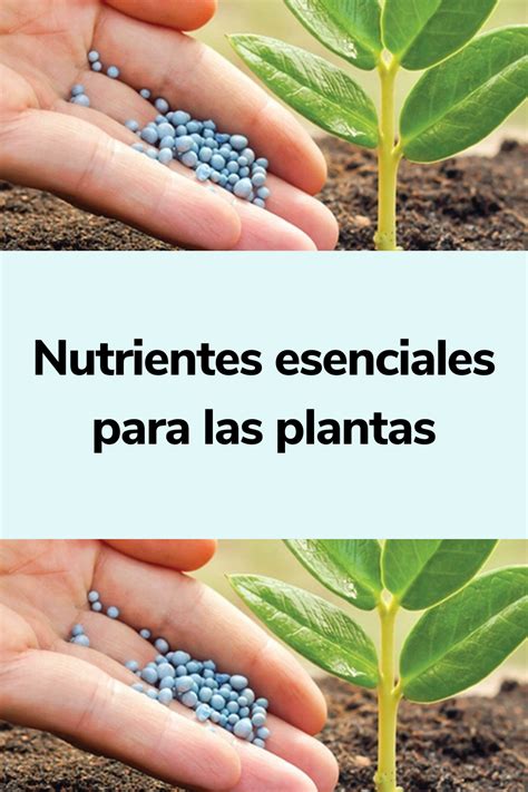 Nutrientes Esenciales Para Las Plantas Artofit