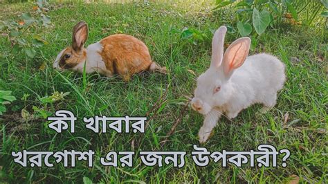 কী খাবার খরগোশ এর জন্য উপকারী জেনে নিন। Youtube