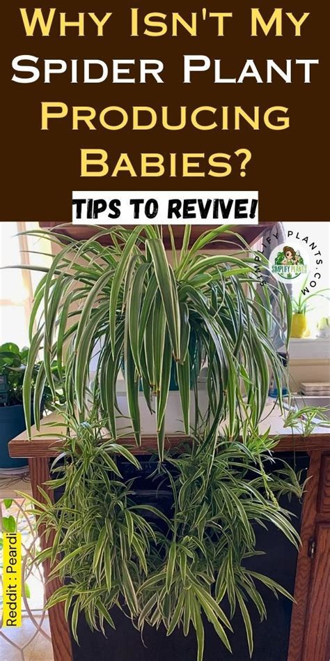 9 Reasons Why Your Spider Plant Is Not Producing Babies What To Do