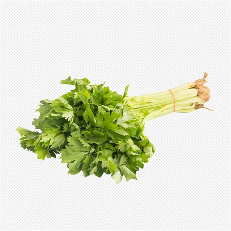 신선한 셀러리 Png 일러스트 무료 다운로드 Lovepik