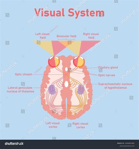 Human Visual System Pathway Visual Pathway Stock Vector Royalty Free