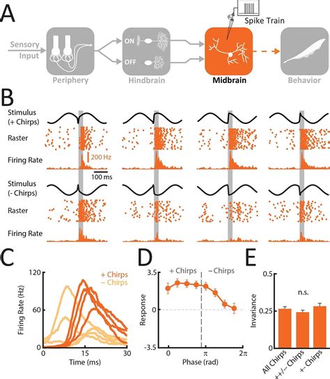 Figures And Data In Neural Correlations Enable Invariant Coding And Perception Of Natural