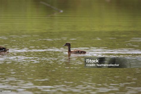 Bebek Bersiul Tutul Terlihat Foto Stok Unduh Gambar Sekarang Alam Burung Danau Istock