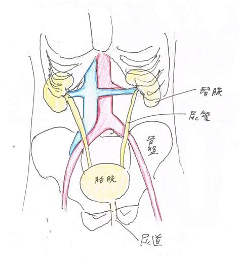 尿道の構造図 尿路の構造 Dqvwmw