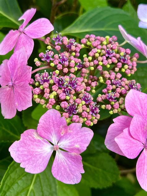 Happy Wednesday We Have A Lovely Sunny Day At Last Love These Lace Top Hydrangeas That Are
