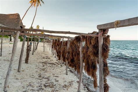 Drying Algae By The Ocean Stock Image Image Of Hang 159438585