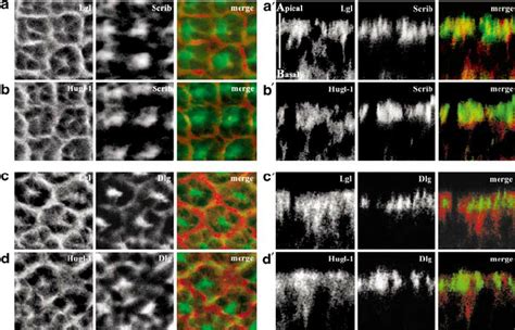 dlg and scrib show a wild type subcellular localization in the rescued