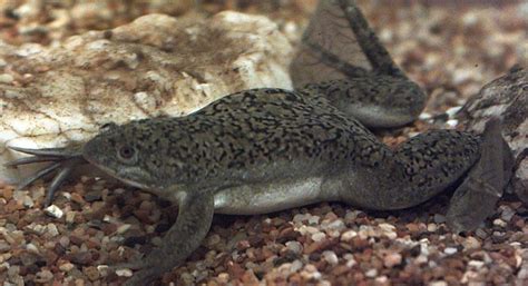 African Dwarf Frog Lifespan How Long Can It Live