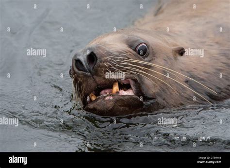 Steller Sea Lion Eumetopias Jubatus Bares Its Teeth At The