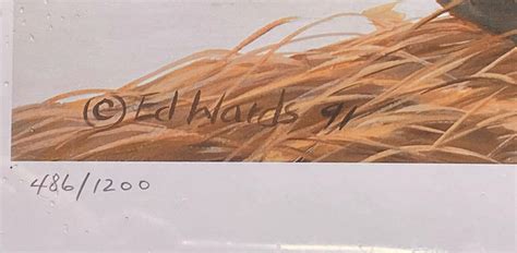 Nebraska Artist Charlotte Ed Wards Edwards Wild Life Print Strutn His Stuff 3921464955