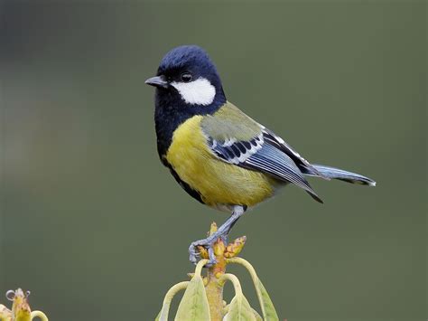 Green Backed Tit Parus Monticolus Birds Of The World