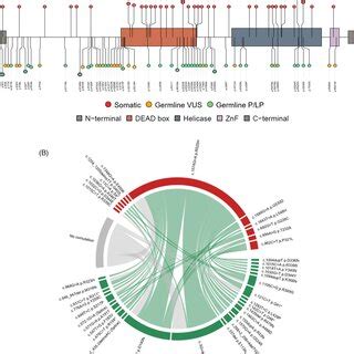 A Lollipop Plot Of The DDX Variants Identified Splicing Mutations Download Scientific