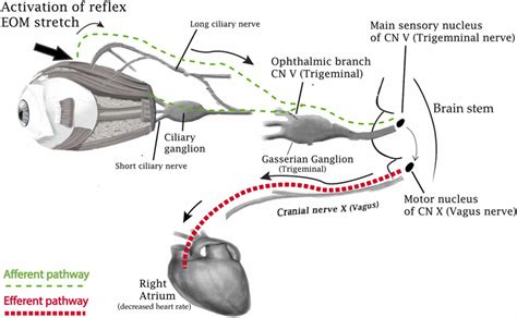 Surgical And Anesthetic Influences Of The Oculocardiac Reflex In Adults
