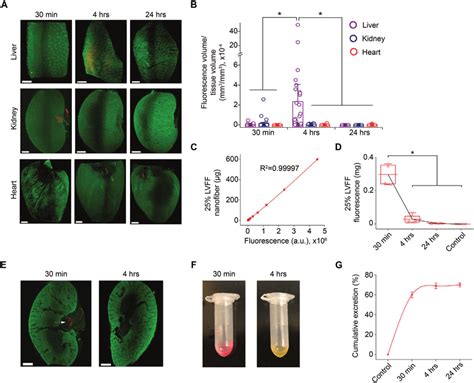 Off Target Organ Biodistribution Of 25 Mole Lvff Nanofiber A