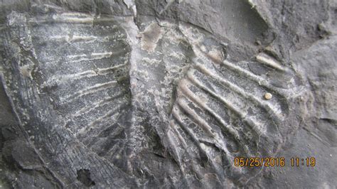 Img 1369  Member Collections The Fossil Forum