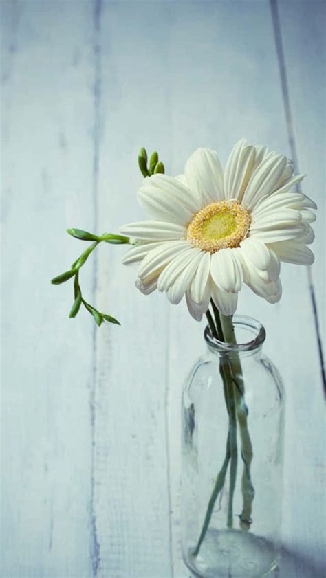 Download Vase Spring Daisy Iphone Wallpaper Wallpapers Com