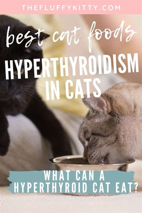 What Can A Hyperthyroid Cat Eat The Fluffy Kitty