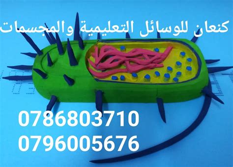 مجسم الخلية البكيرية