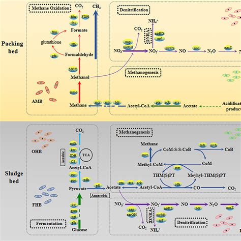 Aerobic Methane Oxidation Coupled To Nitrogen Removal Xin Zhou 1