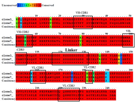 Alignment And Comparison Of The Amino Acid Sequences Of Selected Scfv Download Scientific