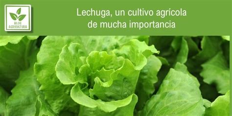 Lechuga Un Cultivo Agrícola De Mucha Importancia Blog Agricultura