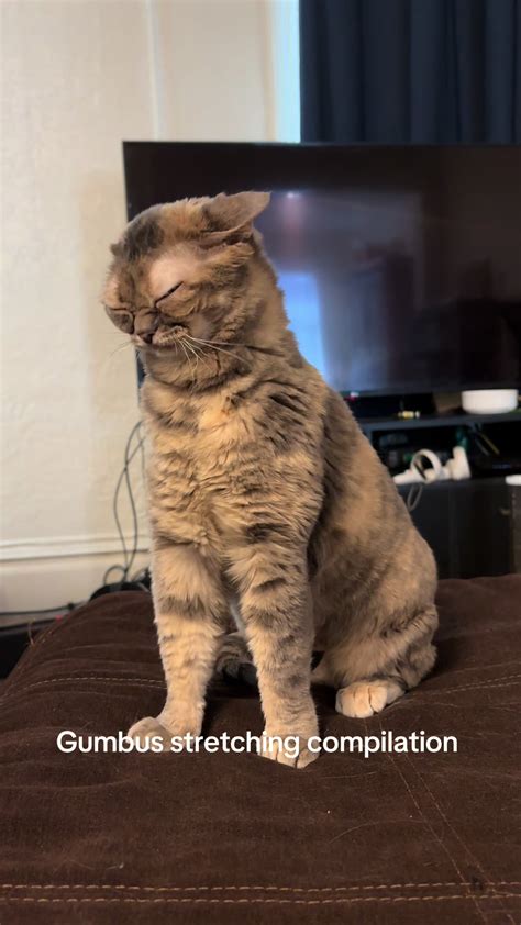 Gumbus The Rescue Kitten Stretching Moments Compilation Tiktok