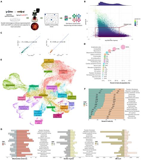 Scrna Seq Reveals The Diversity Of The Developing Cardiac Cell Lineage